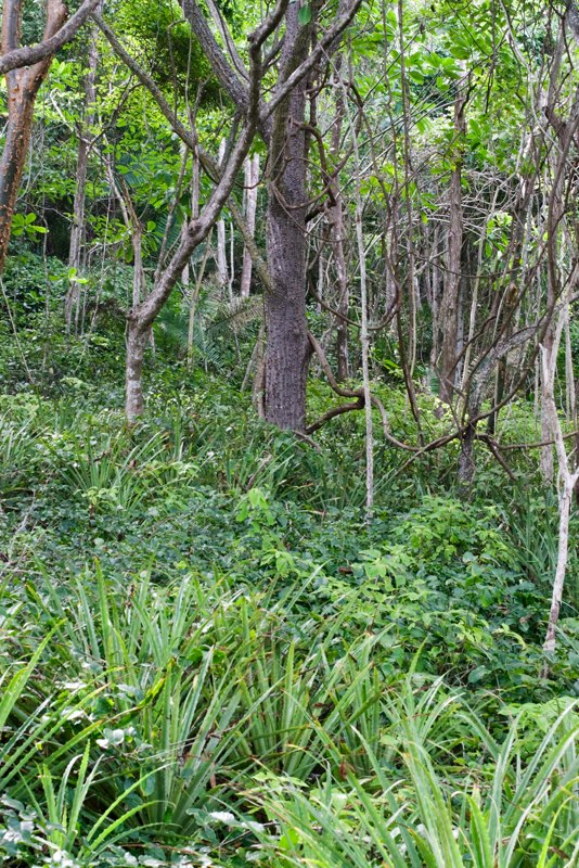 Volunteer Montezuma, Costa RicA AT REFUGIO Romelia | Refugio Nacional ...