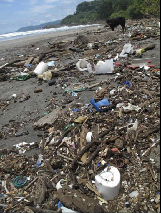 Volunteer Montezuma, Costa RicA AT REFUGIO Romelia | Refugio Nacional ...