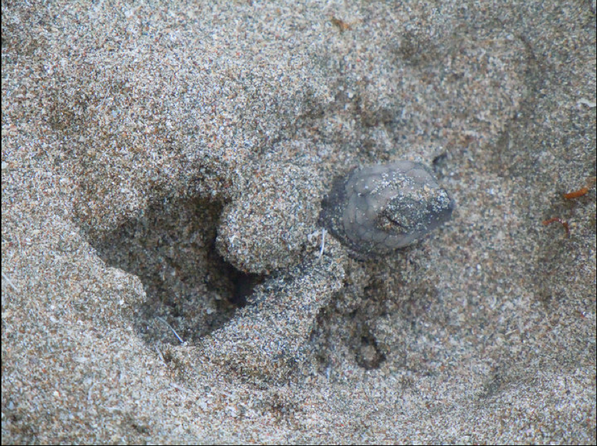 Volunteer Montezuma, Costa RicA AT REFUGIO Romelia | Refugio Nacional ...