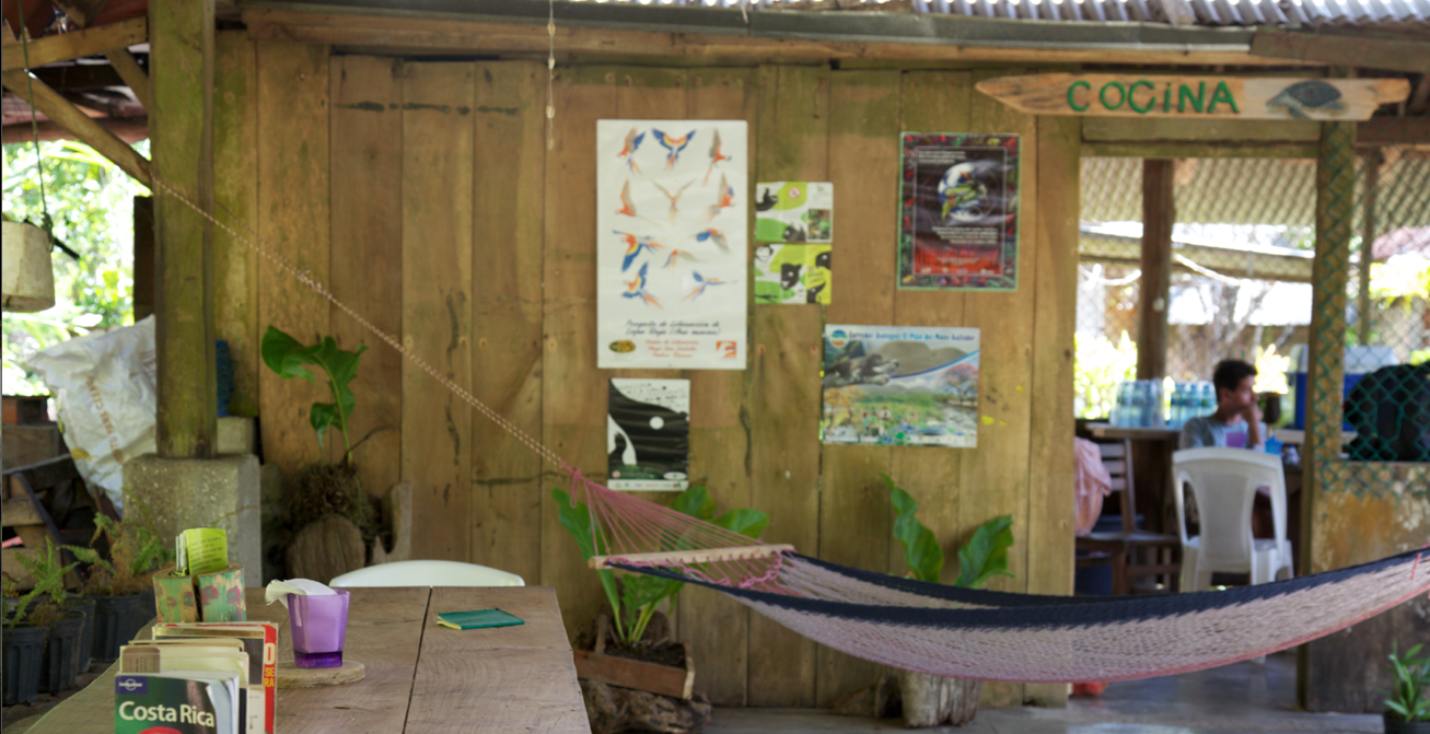 Volunteer Montezuma, Costa RicA AT REFUGIO Romelia | Refugio Nacional ...