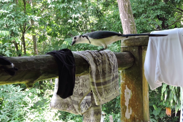 Volunteer Montezuma, Costa RicA AT REFUGIO Romelia | Refugio Nacional ...