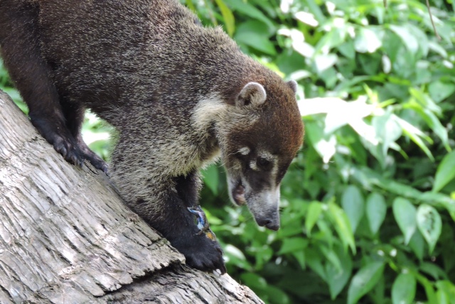 Volunteer Montezuma, Costa RicA AT REFUGIO Romelia | Refugio Nacional ...