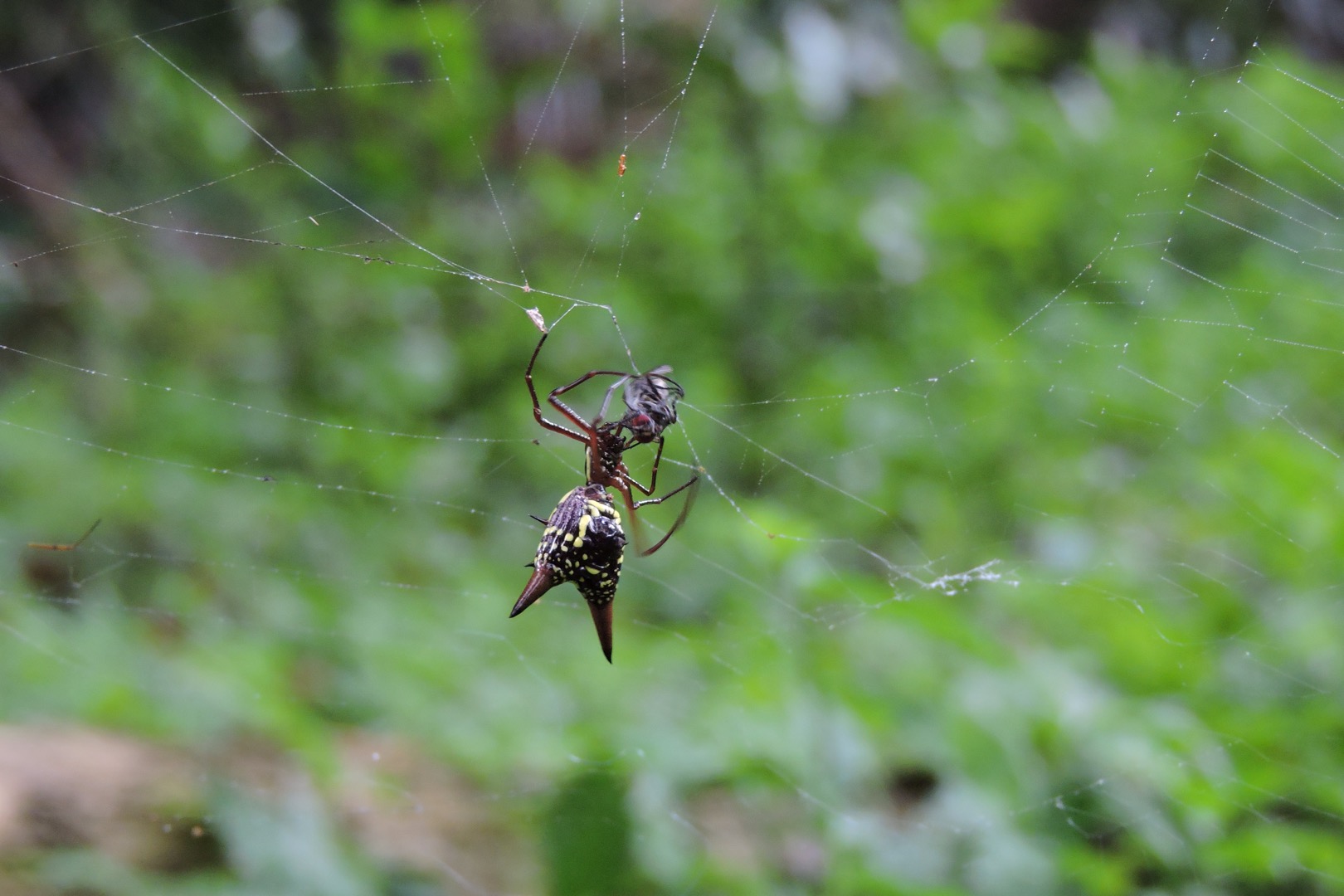 Volunteer Montezuma, Costa RicA AT REFUGIO Romelia | Refugio Nacional ...