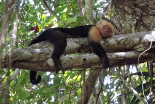 Volunteer Montezuma, Costa RicA AT REFUGIO Romelia | Refugio Nacional ...