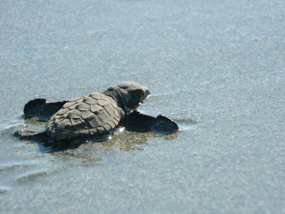 Volunteer Montezuma, Costa RicA AT REFUGIO Romelia | Refugio Nacional ...