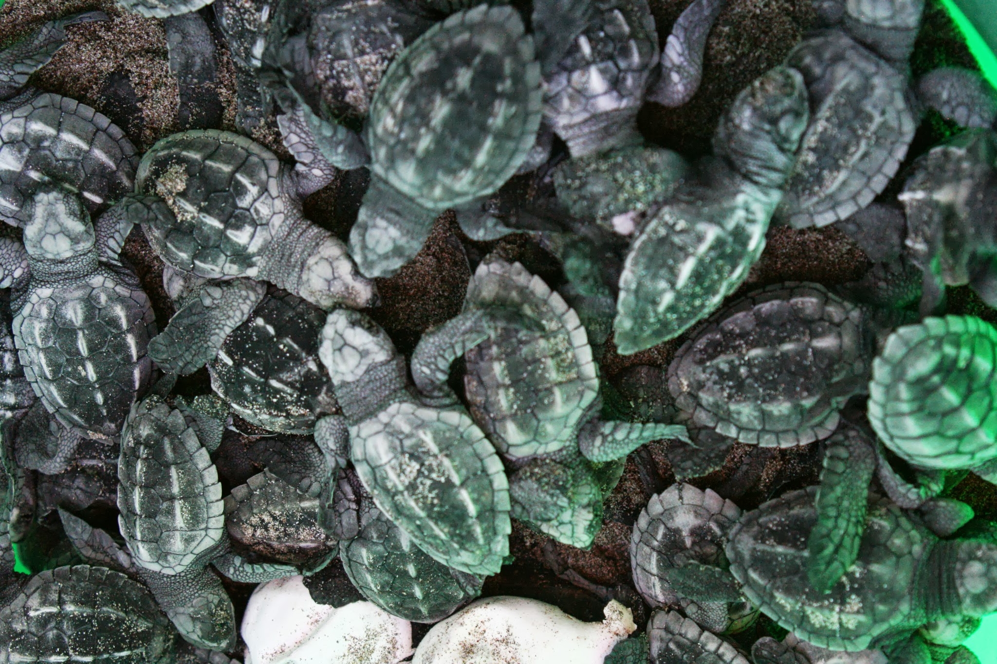 Volunteer Montezuma, Costa RicA AT REFUGIO Romelia | Refugio Nacional ...