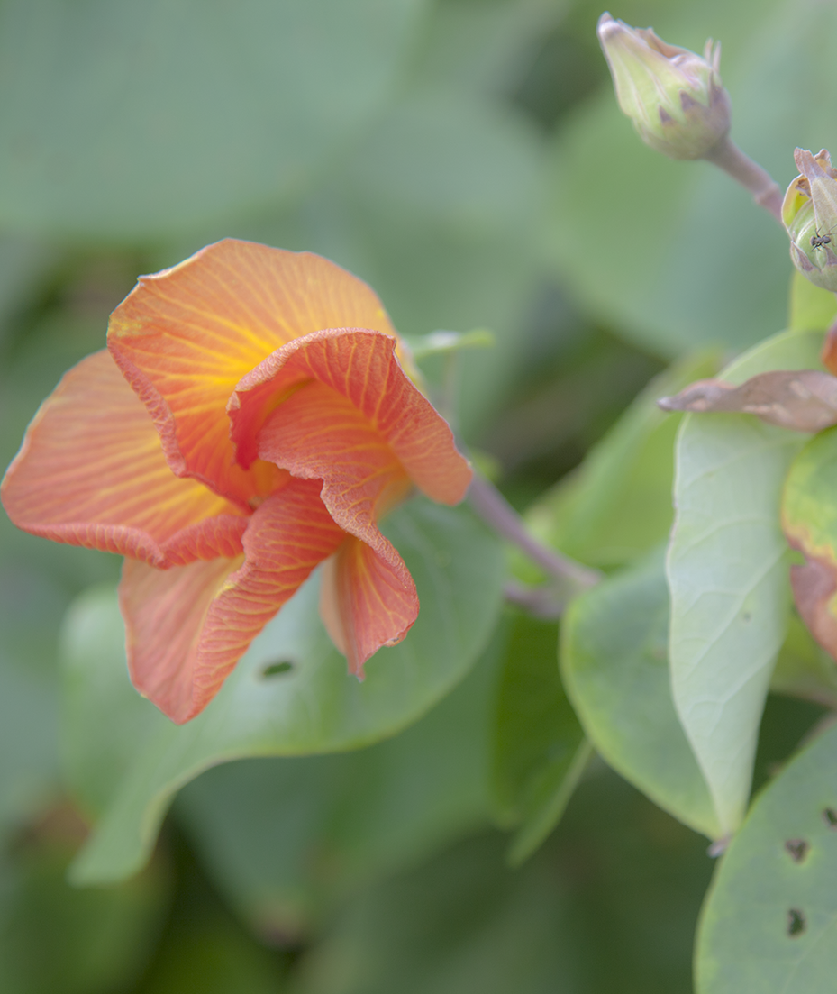 My time at Romelia by Ida, 19 years old, Sweden | Refugio Nacional de ...