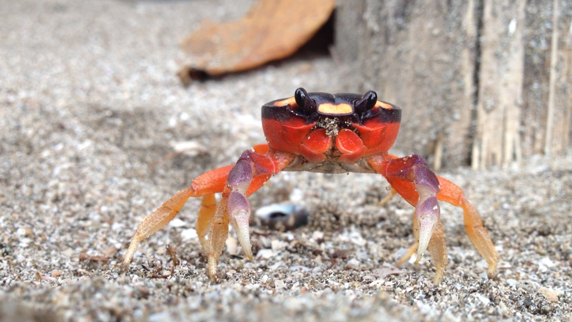 Volunteer Montezuma, Costa RicA AT REFUGIO Romelia | Refugio Nacional ...