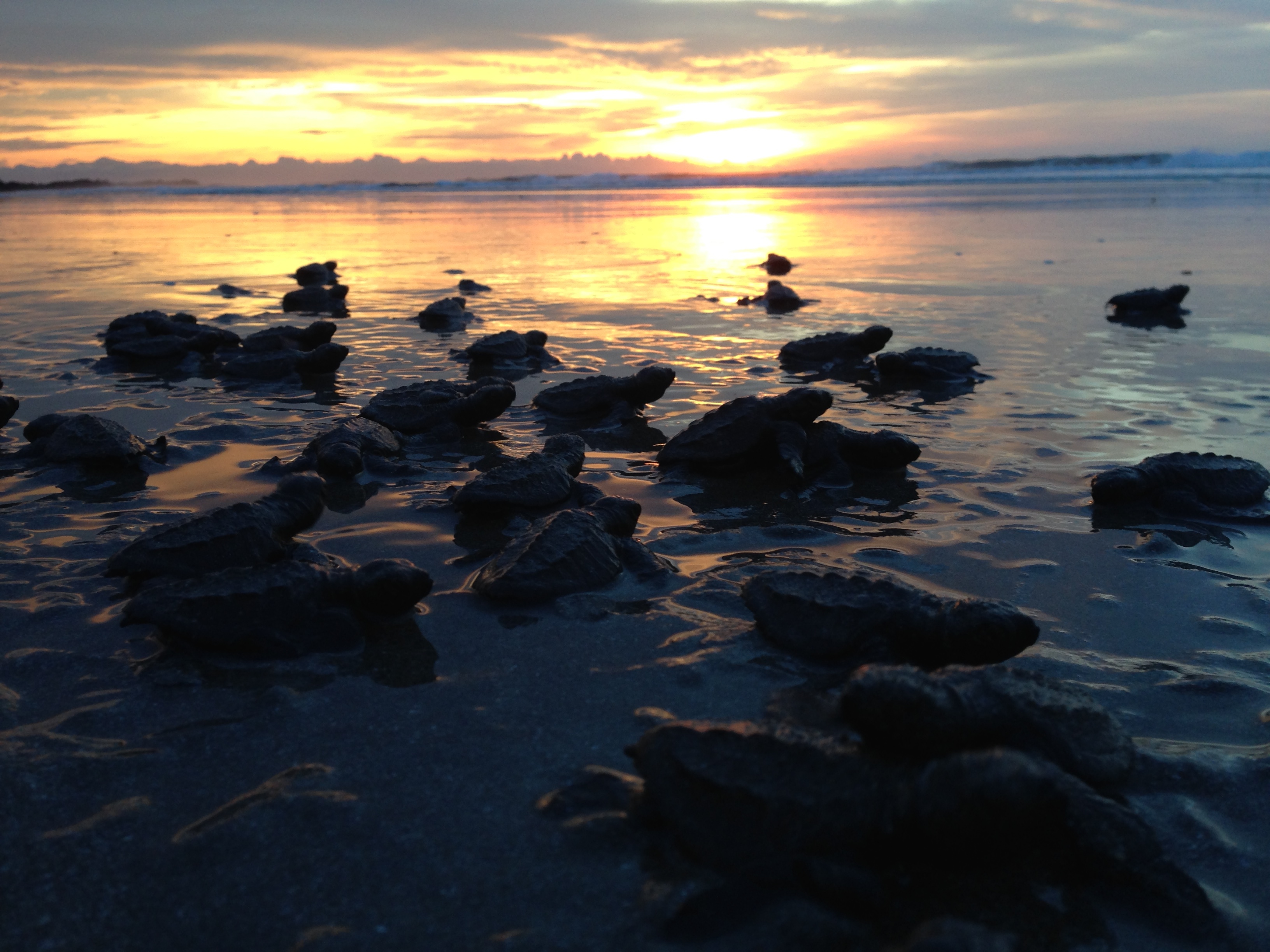 Volunteer Montezuma, Costa RicA AT REFUGIO Romelia | Refugio Nacional ...