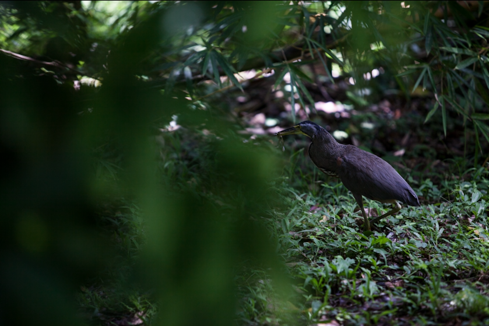 Volunteer Montezuma, Costa RicA AT REFUGIO Romelia | Refugio Nacional ...