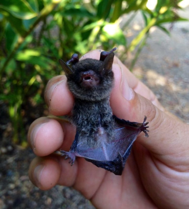 Northern ghost bats (diclidurus albus - Refugio Nacional de Vida ...