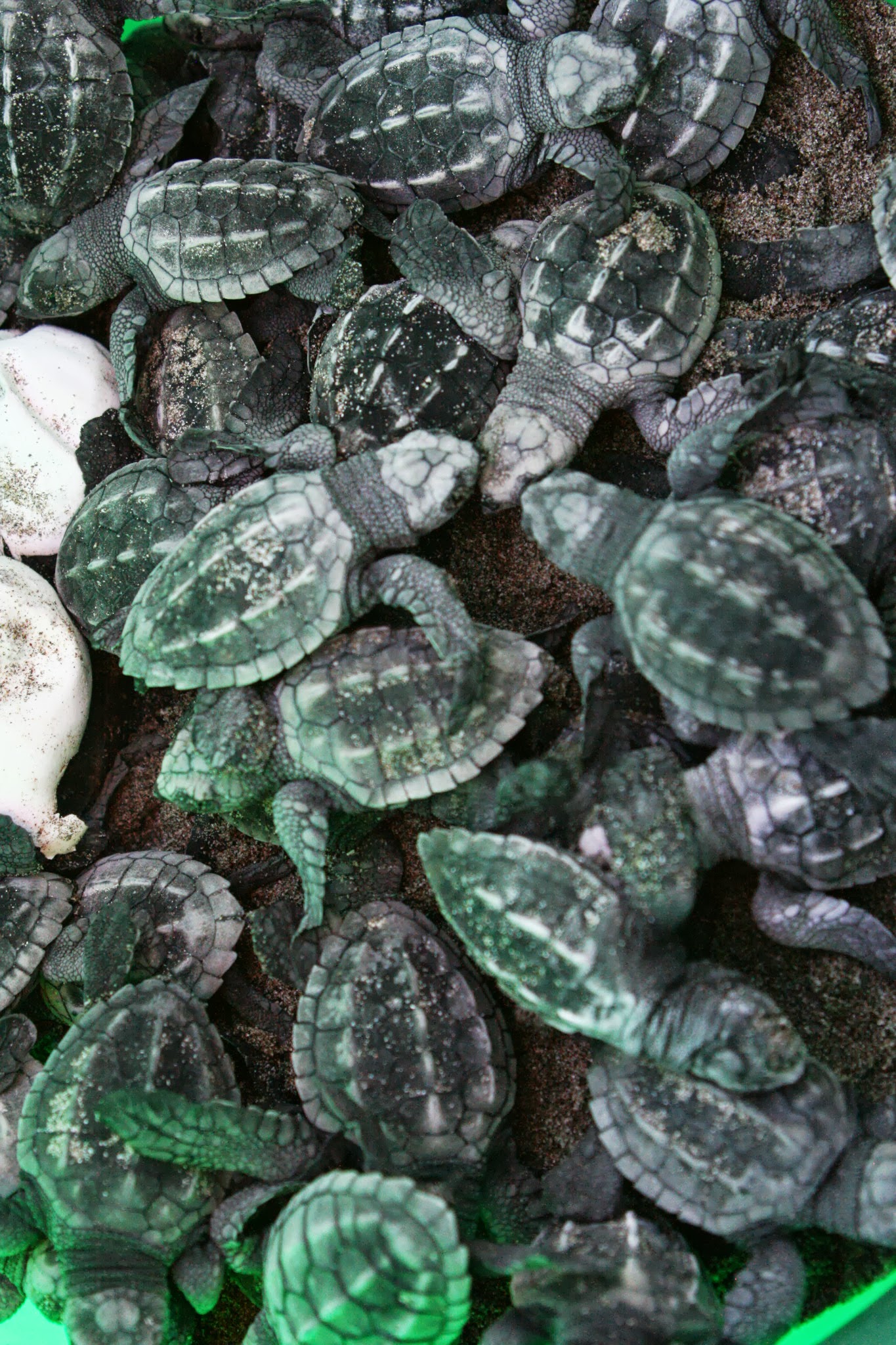 Northern ghost bats (diclidurus albus - Refugio Nacional de Vida ...