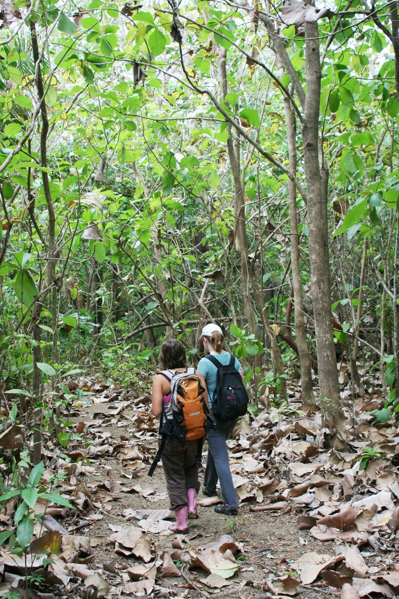 Northern ghost bats (diclidurus albus - Refugio Nacional de Vida ...