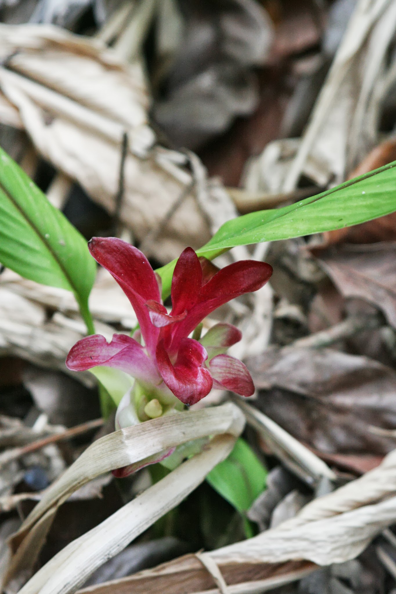 About Romelia - Refugio Nacional de Vida Silvestre Romelia