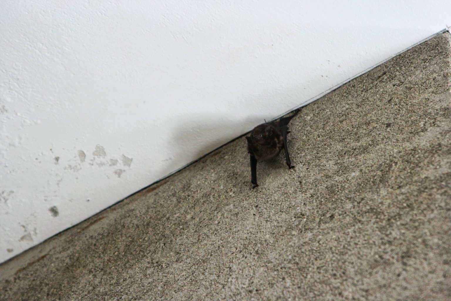 Northern ghost bats (diclidurus albus - Refugio Nacional de Vida ...