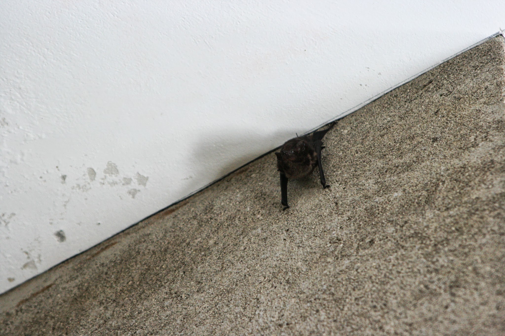 Northern ghost bats (diclidurus albus - Refugio Nacional de Vida ...