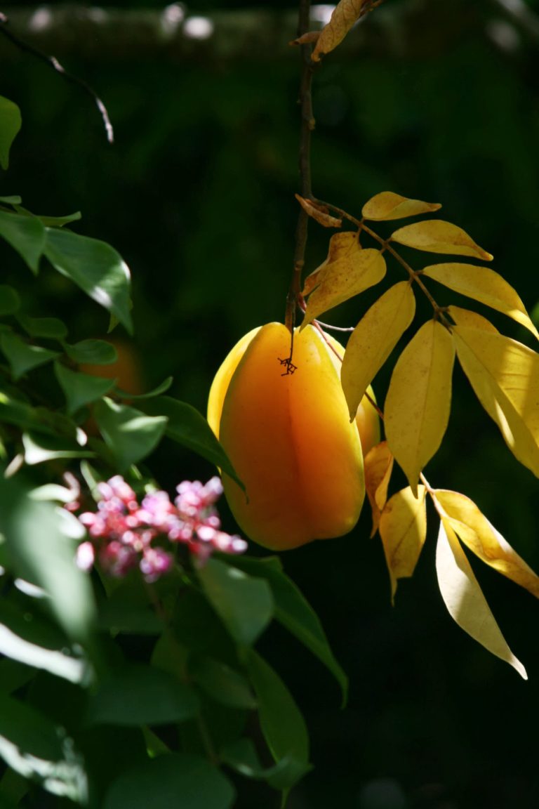 Northern ghost bats (diclidurus albus - Refugio Nacional de Vida ...